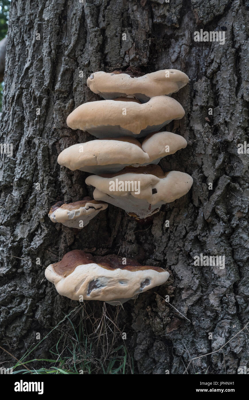 A group of Bracket Fungi (Ganoderma sp) growing on an Oak tree Stock ...
