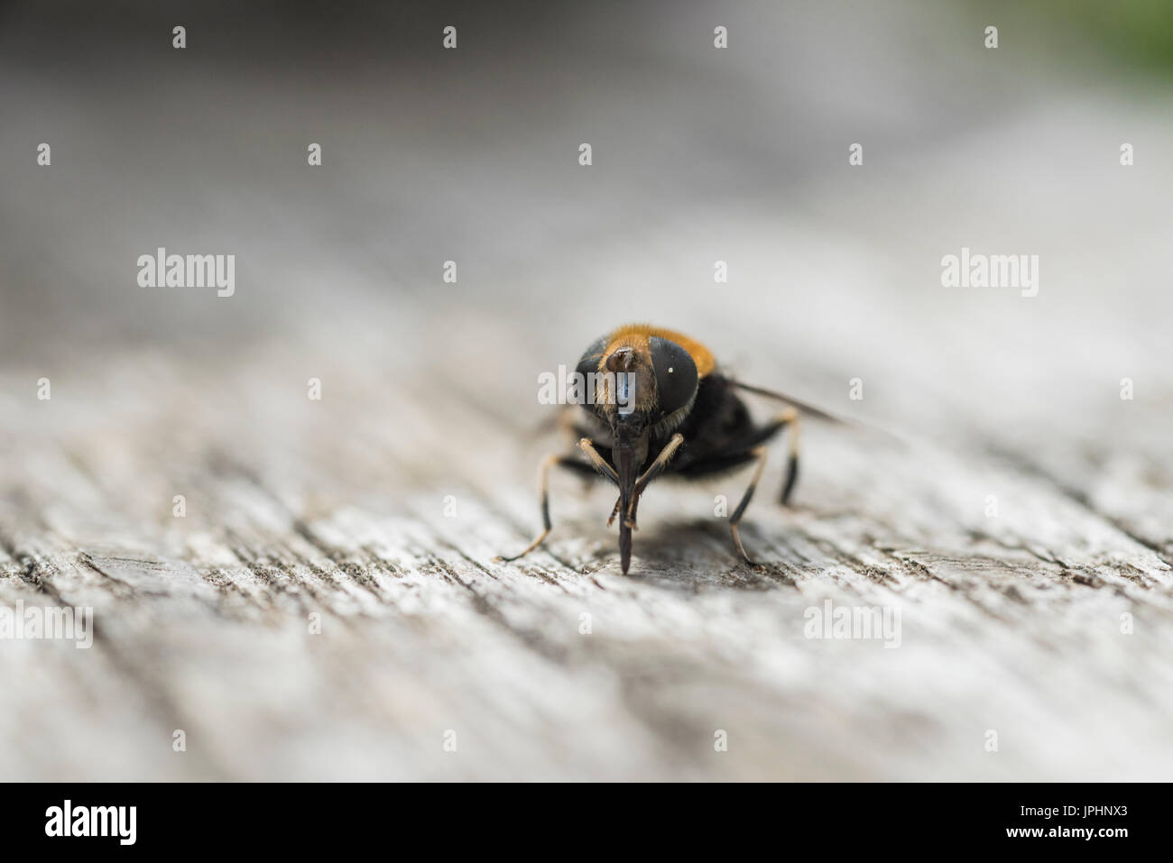 Head shot of Volucella bombylans a hoverfly that mimics bumble bees ...