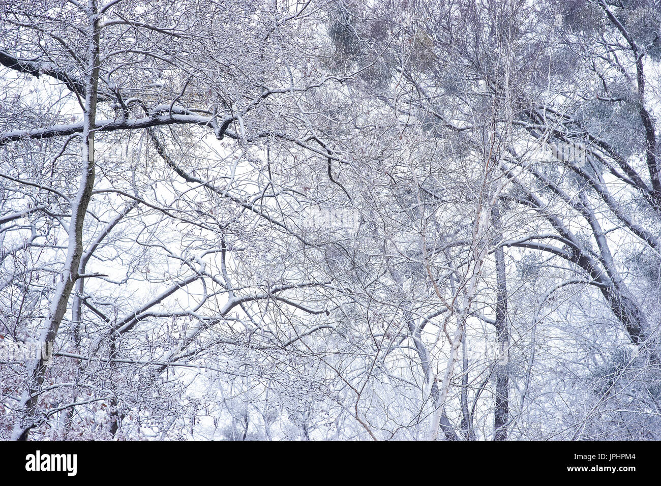 Tree braches on winter time Stock Photo - Alamy