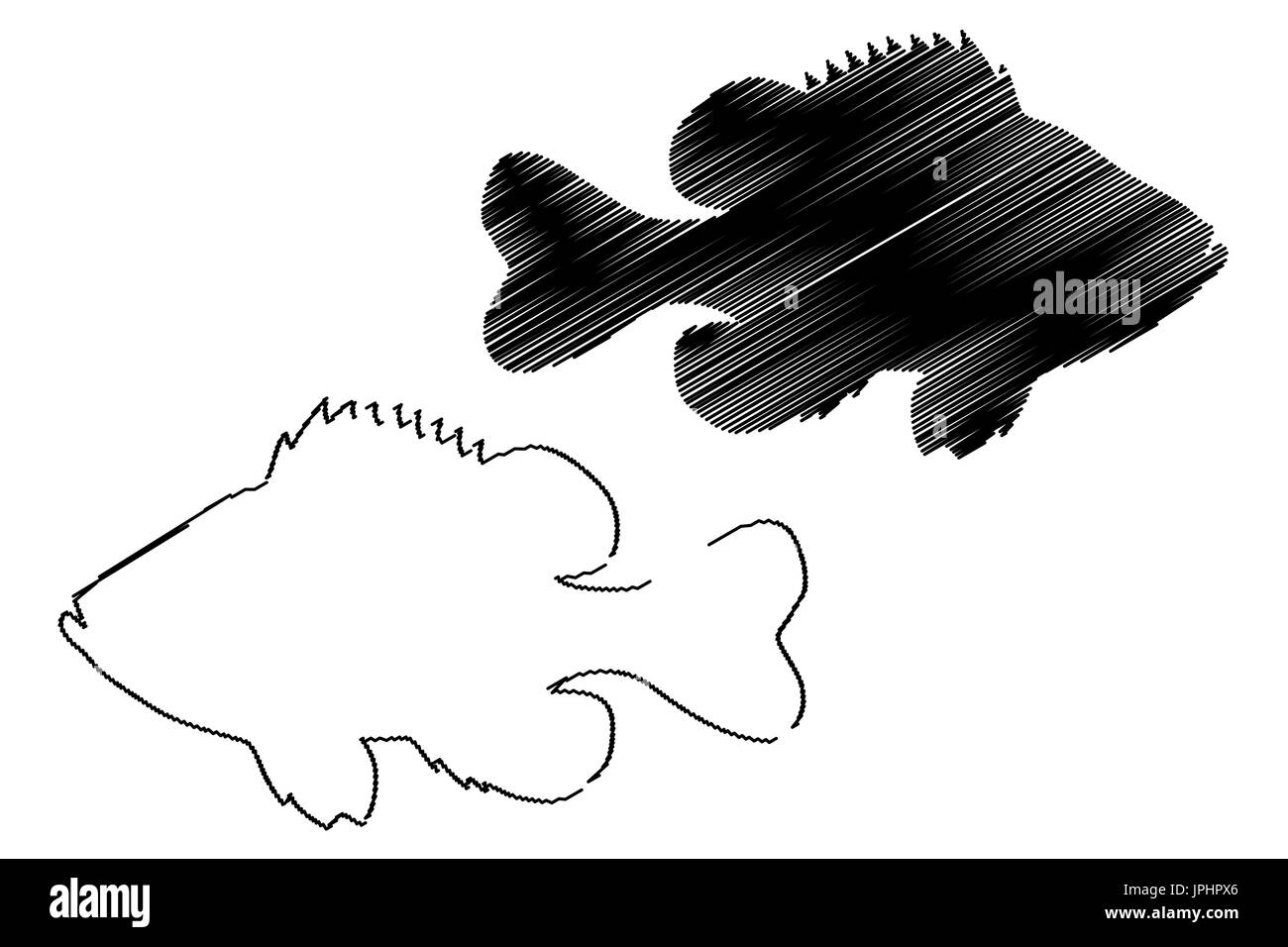 Pumpkinseed Sunfish silhouette vector, (Lepomis gibbosus Stock Vector ...