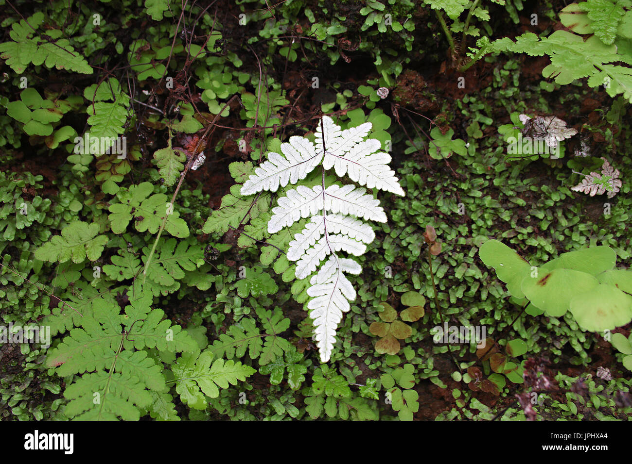 Backside of the Fern leaf Stock Photo - Alamy