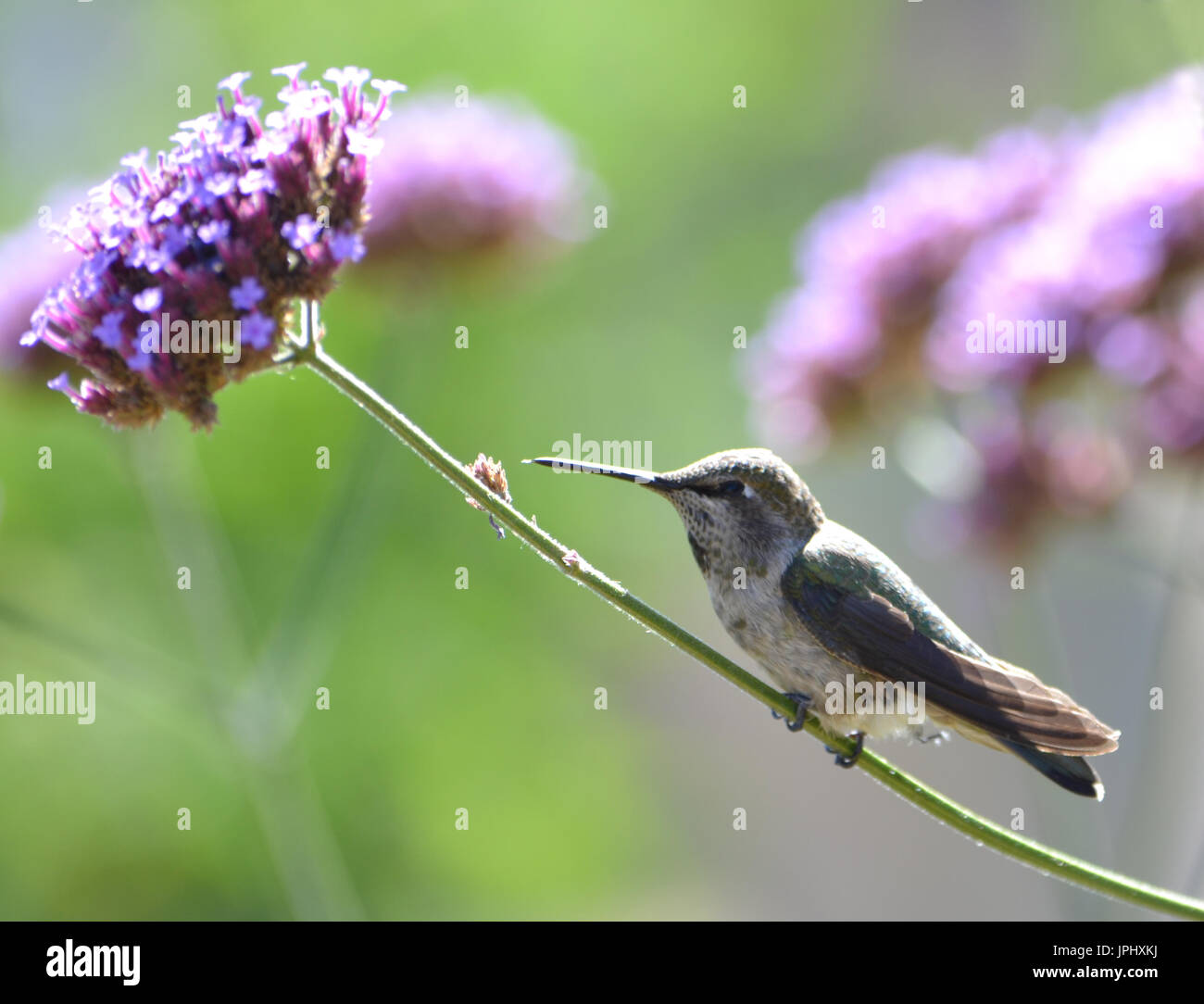 Hummingbird on stem hi-res stock photography and images - Alamy