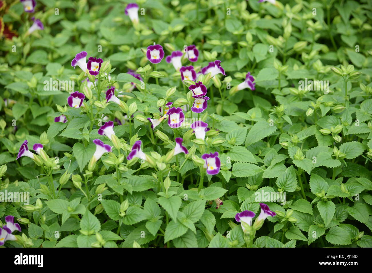Host of purple flowers, background image Stock Photo - Alamy