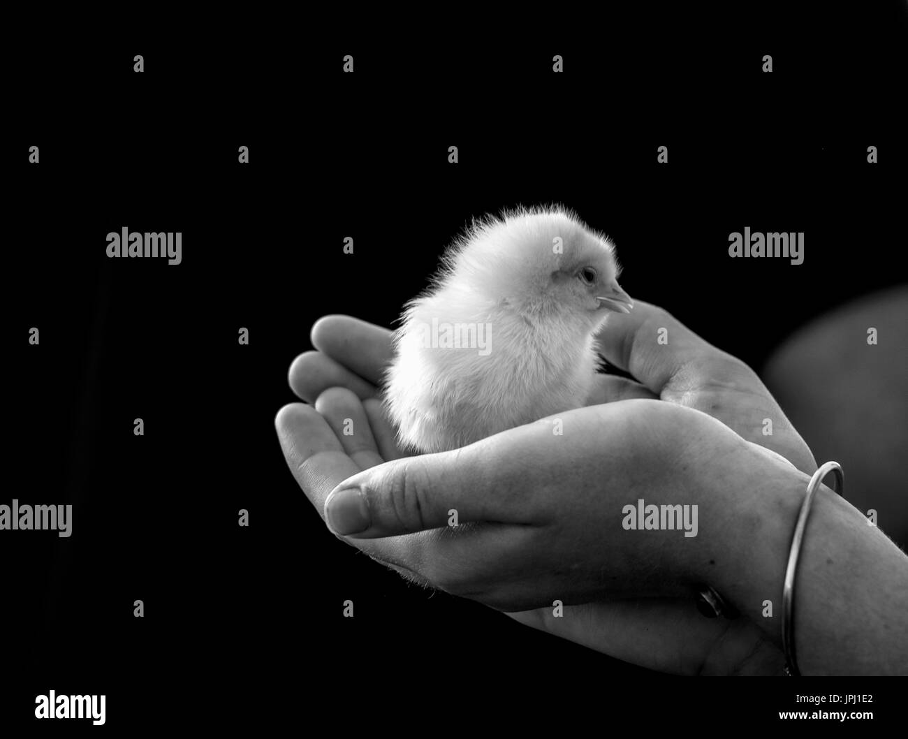 Baby chicken in hands hi-res stock photography and images - Alamy
