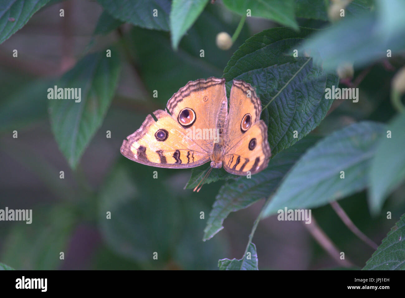Asian Butterfly Stock Photos & Asian Butterfly Stock Images - Alamy