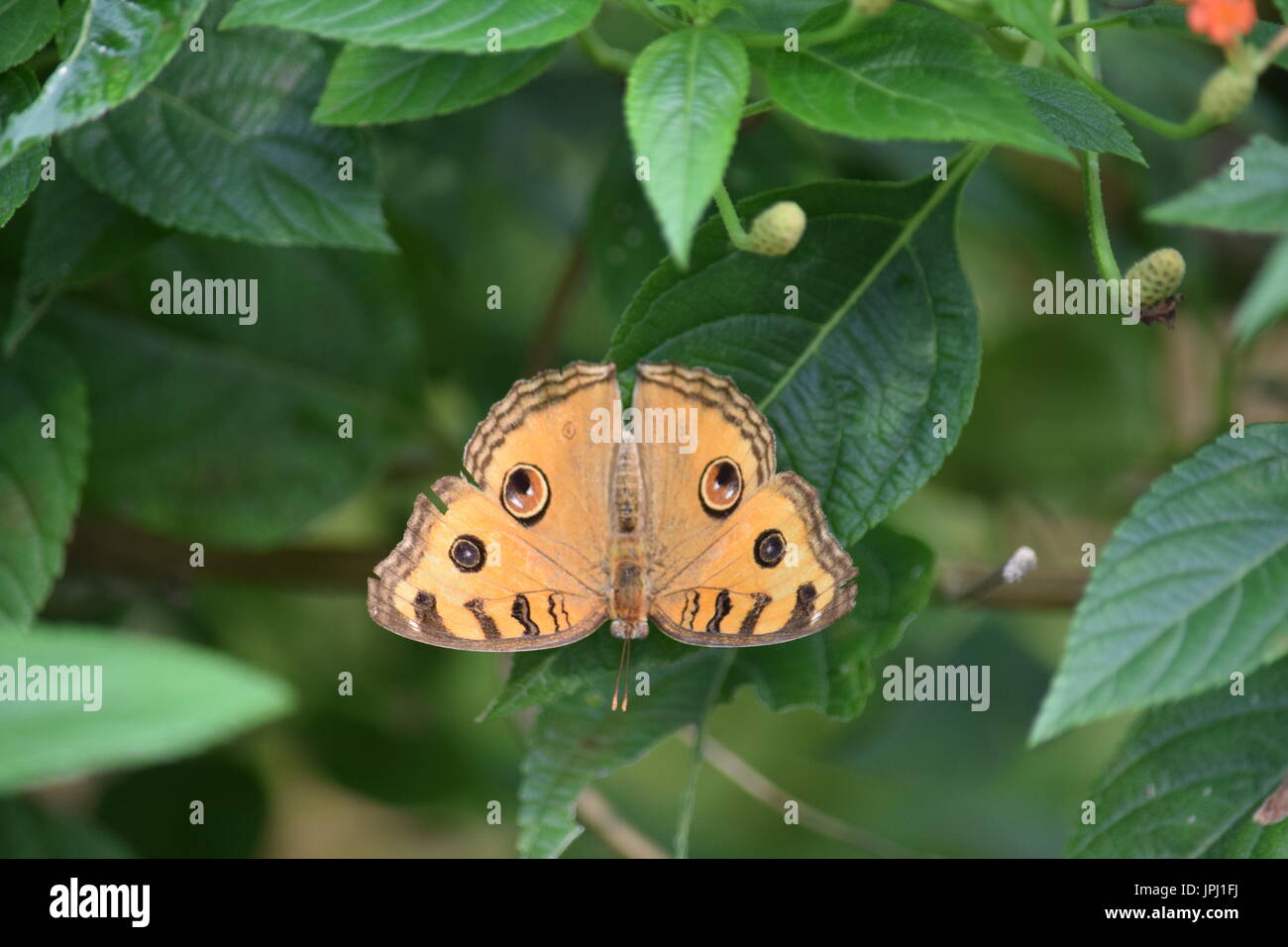Asian butterfly hi-res stock photography and images - Alamy