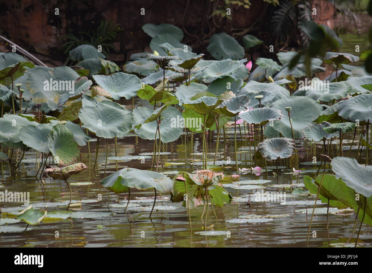 Water lily pads Stock Photo - Alamy
