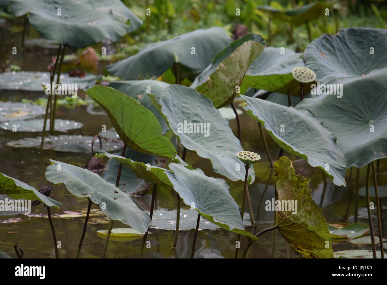 Water lily pads Stock Photo - Alamy