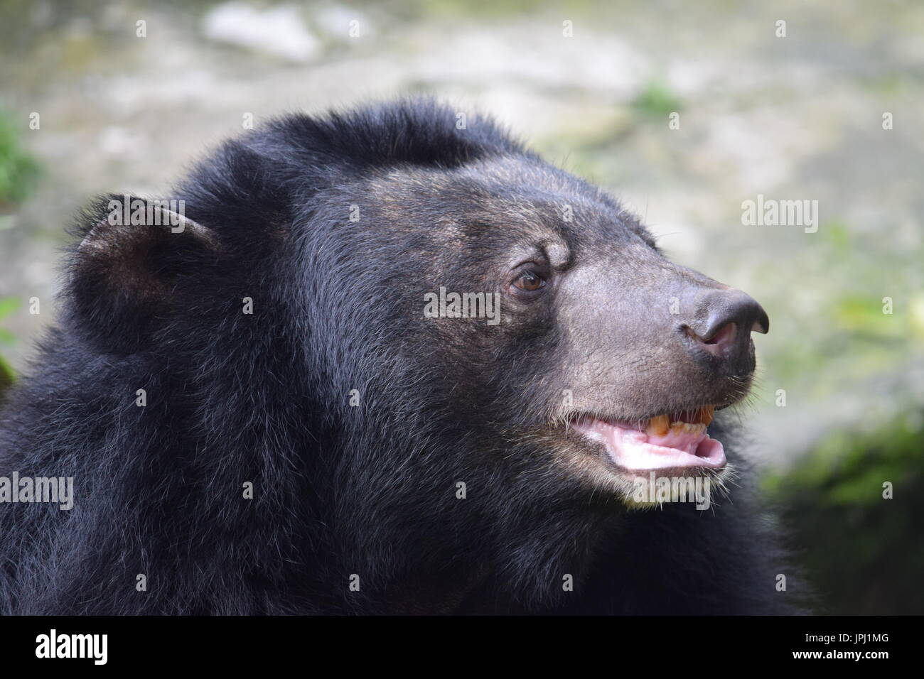 An Asian Black Bear High Resolution Stock Photography and Images - Alamy