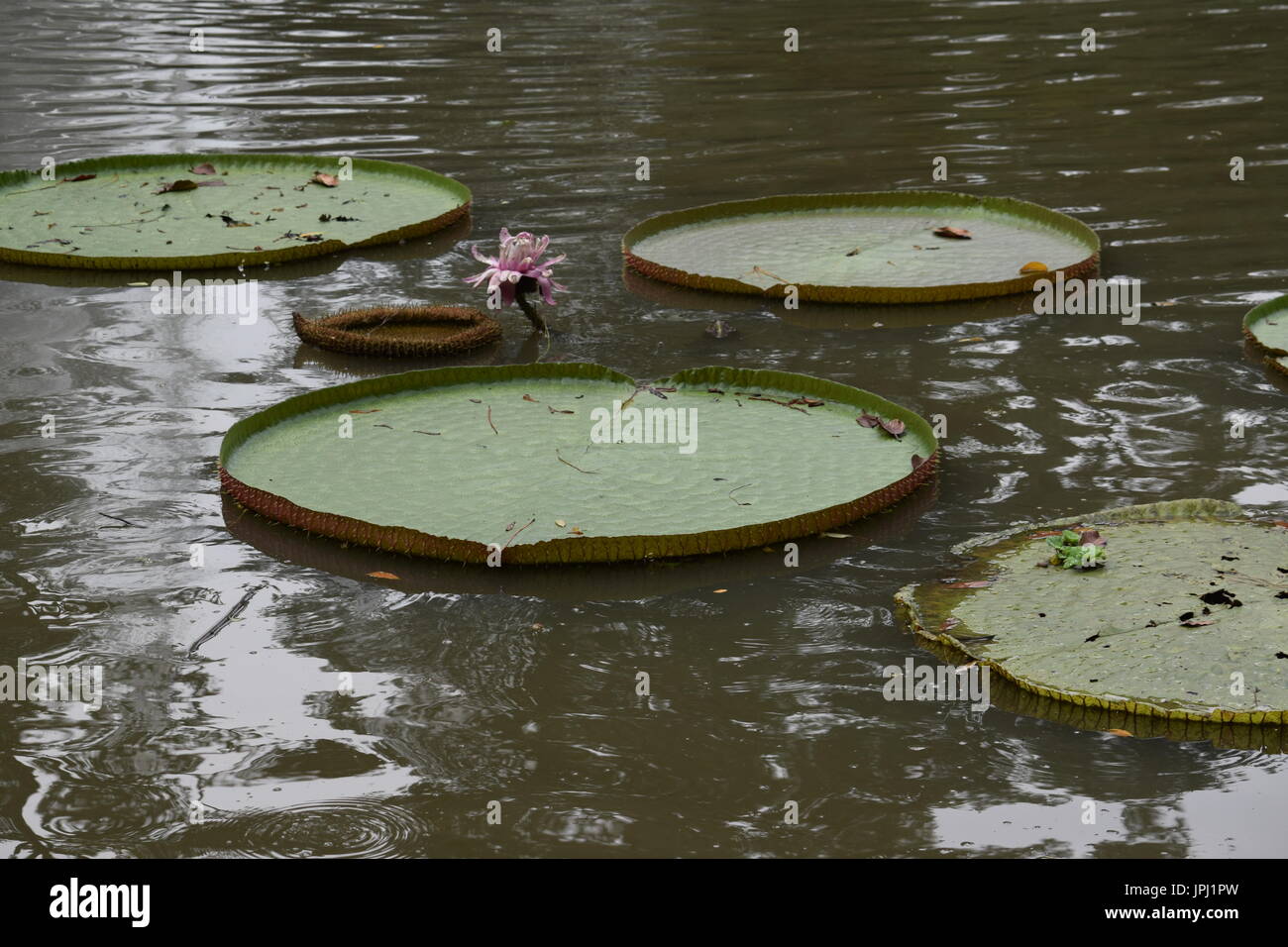Water lily pads Stock Photo - Alamy