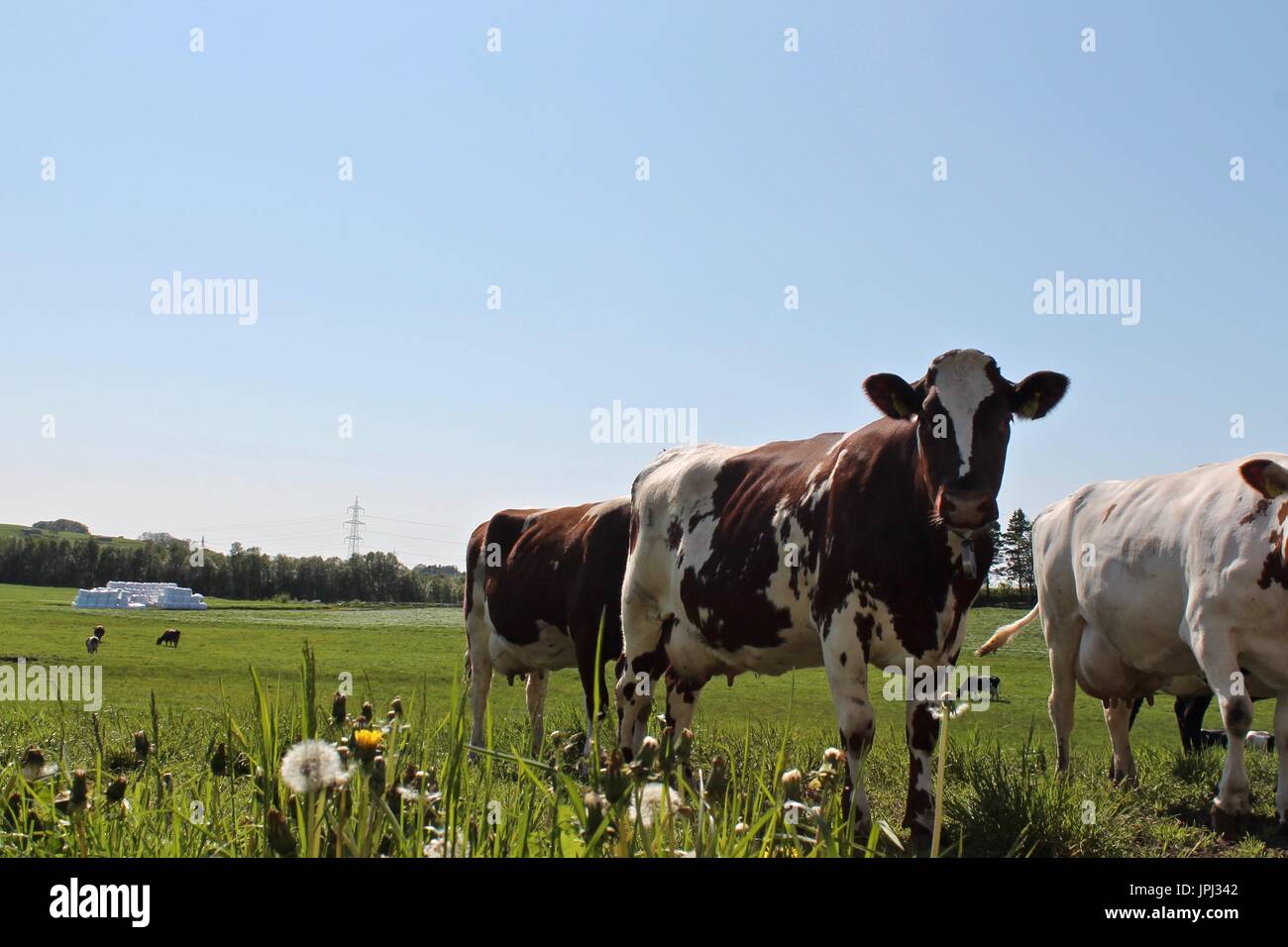 Norwegian cows hi-res stock photography and images - Alamy