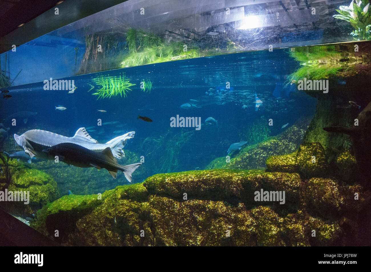 Interior of the Aquarium Barcelona (L'Aquarium de Barcelona). Its the ...