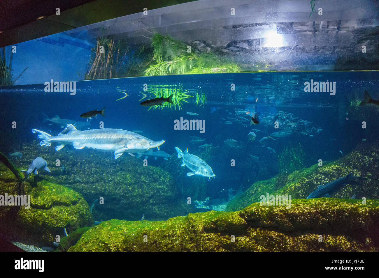 Interior of the Aquarium Barcelona (L'Aquarium de Barcelona). Its the ...