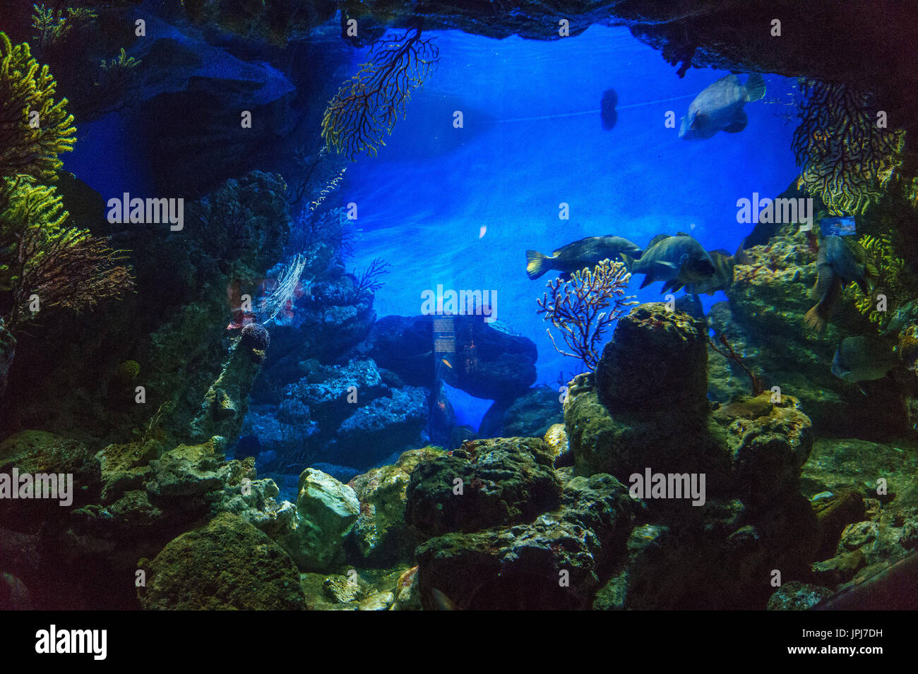 Interior of the Aquarium Barcelona (L'Aquarium de Barcelona). Its the ...