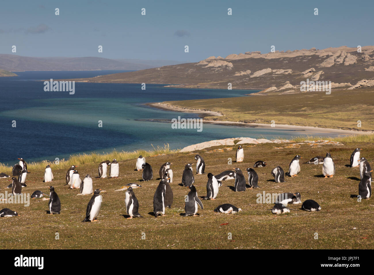 Relaxed penguins hi-res stock photography and images - Alamy