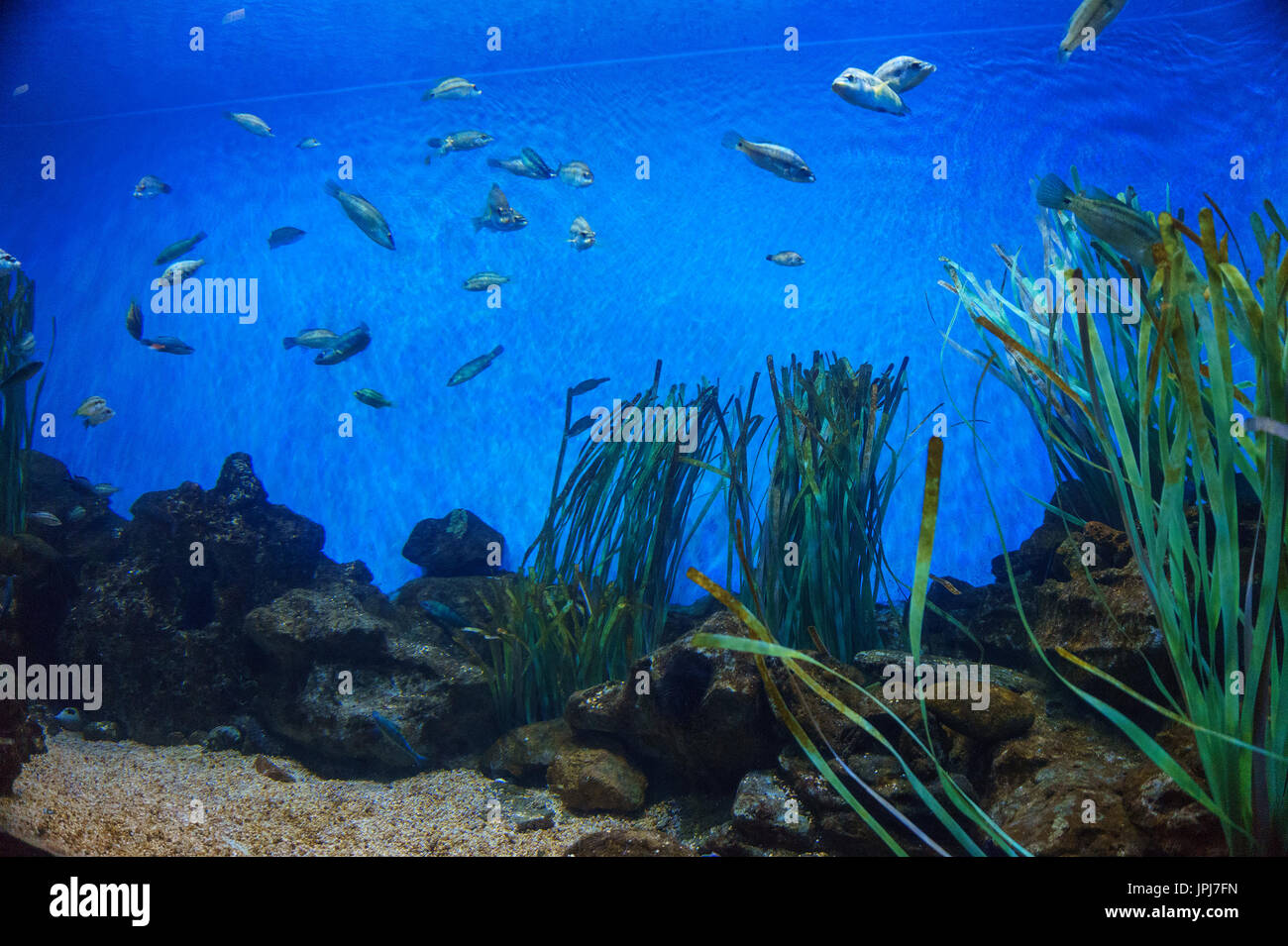 Interior of the Aquarium Barcelona (L'Aquarium de Barcelona). Its the ...