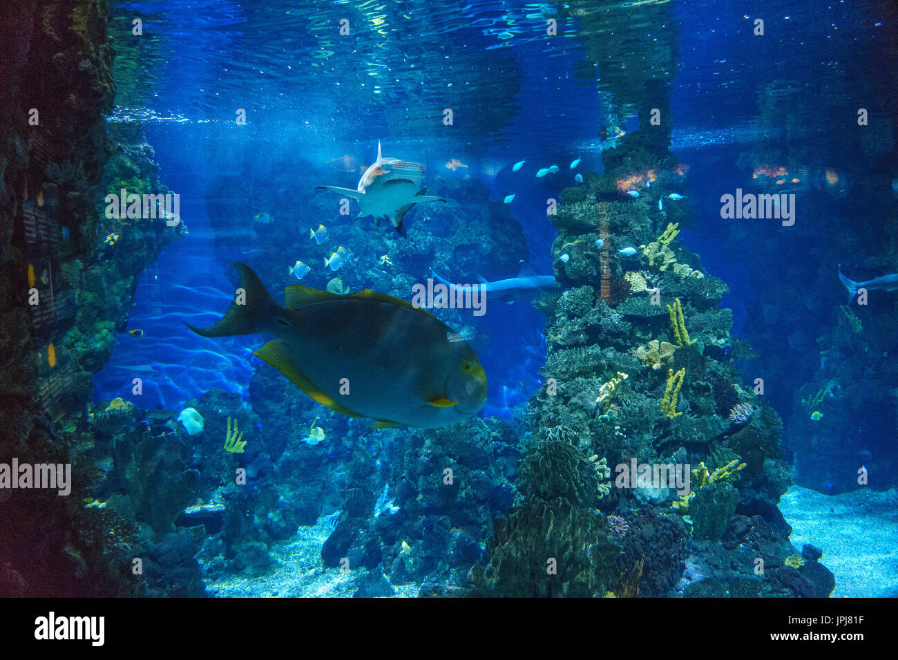 Interior of the Aquarium Barcelona (L'Aquarium de Barcelona). Its the ...