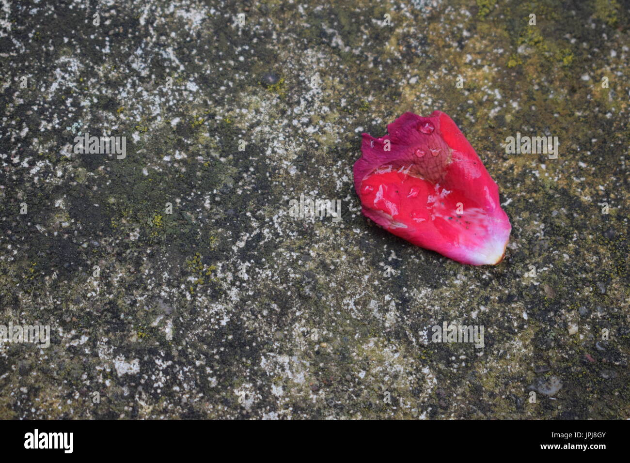 The withered fallen petal of a red rose lying on the concrete mossy ...