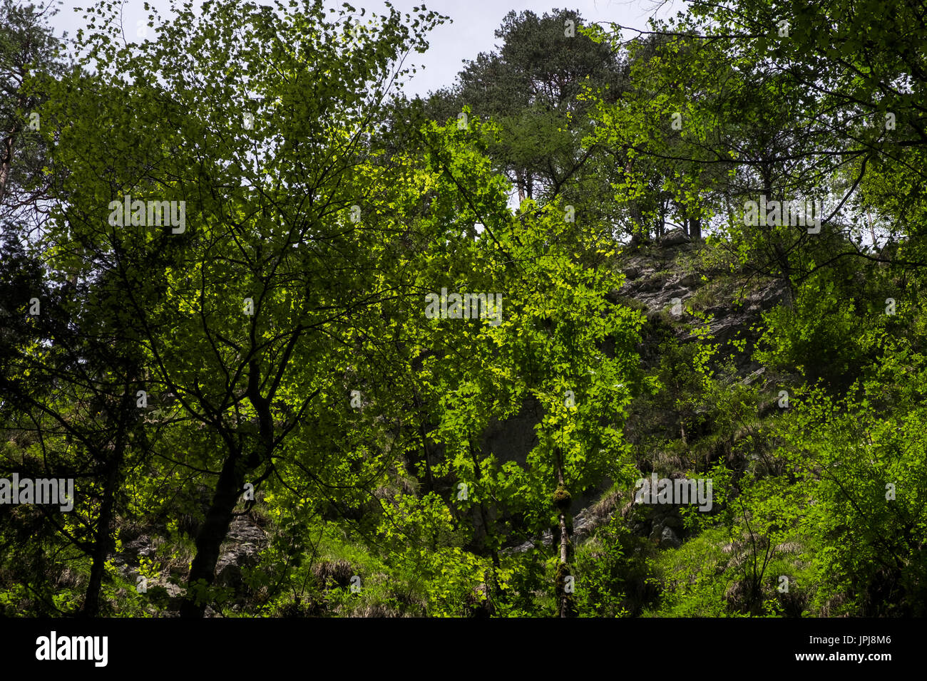 Trees growing up the cliffside of the Leutaschklamm gorge Austria ...