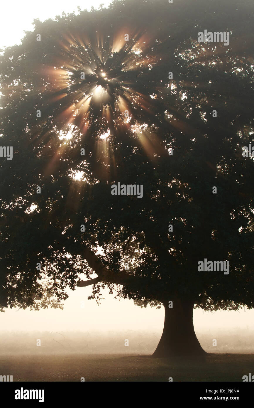 London park and sun rays hi-res stock photography and images - Alamy