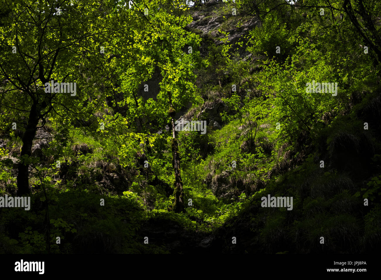 Trees growing up the cliffside of the Leutaschklamm gorge Austria ...