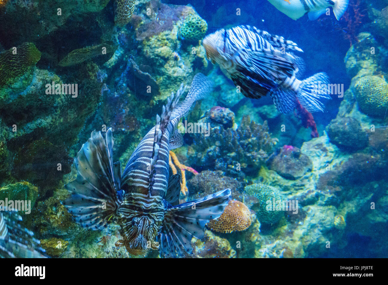 Interior of the Aquarium Barcelona (L'Aquarium de Barcelona). Its the ...