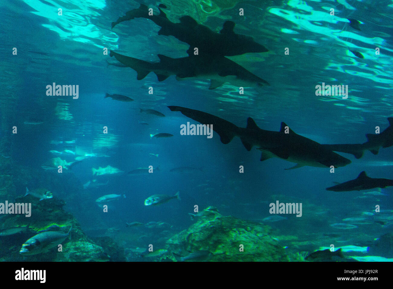 Interior of the Aquarium Barcelona (L'Aquarium de Barcelona). Its the ...