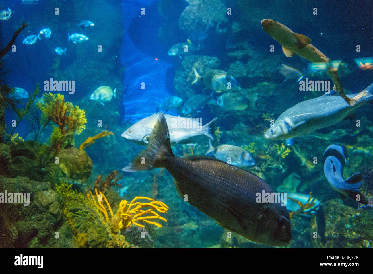 Interior of the Aquarium Barcelona (L'Aquarium de Barcelona). Its the ...