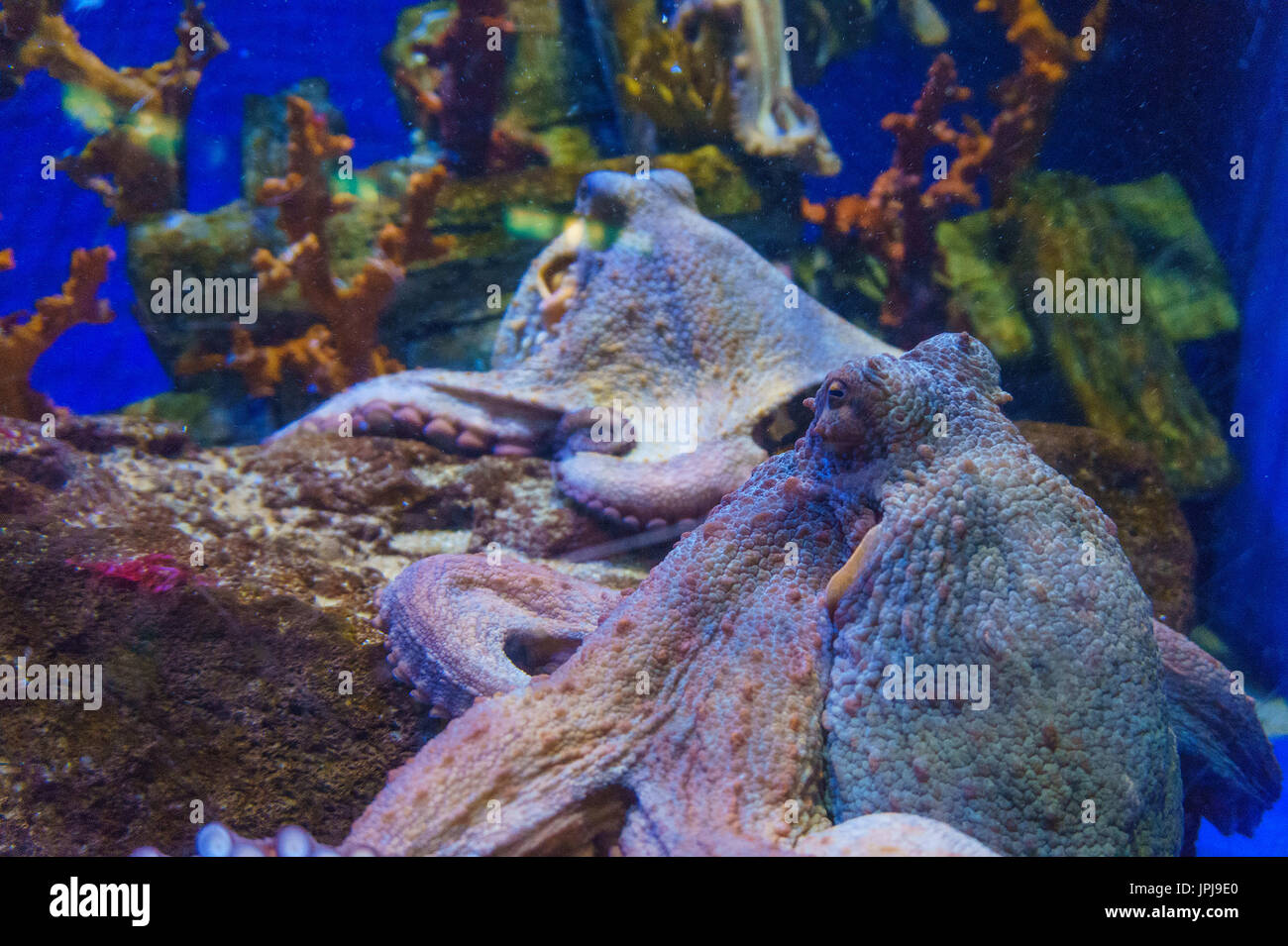 Interior of the Aquarium Barcelona (L'Aquarium de Barcelona). Its the ...