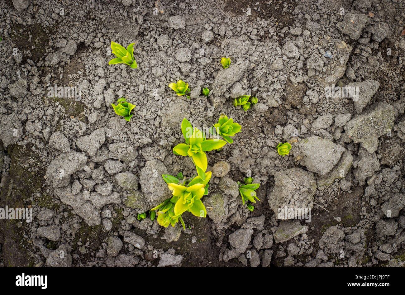 Seedling green plant surface top view textured background Stock Photo ...