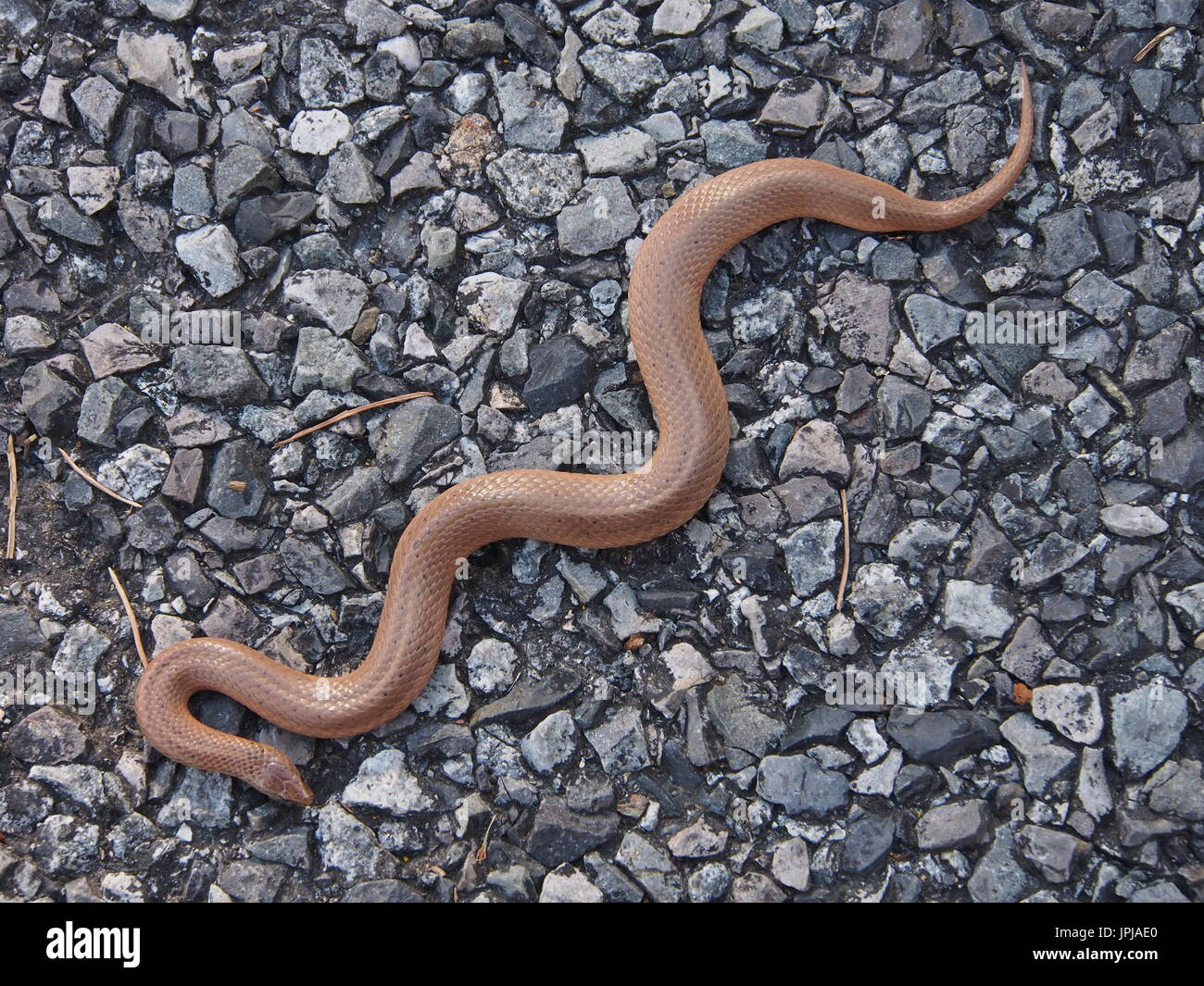Smooth earth snake Stock Photo - Alamy