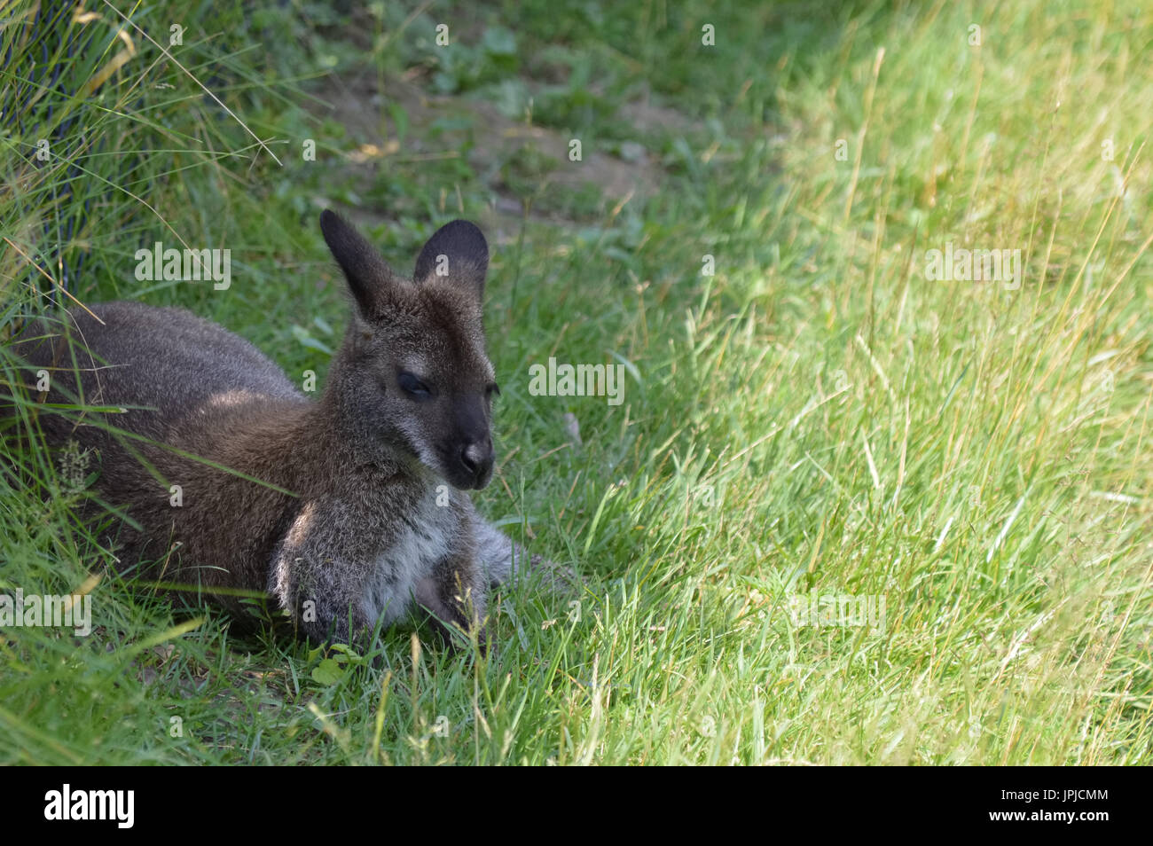 Wallaby in the outdoors Stock Photo - Alamy
