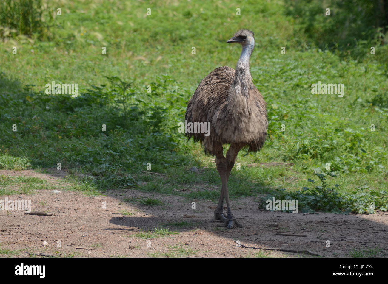 Blue emu hi-res stock photography and images - Alamy