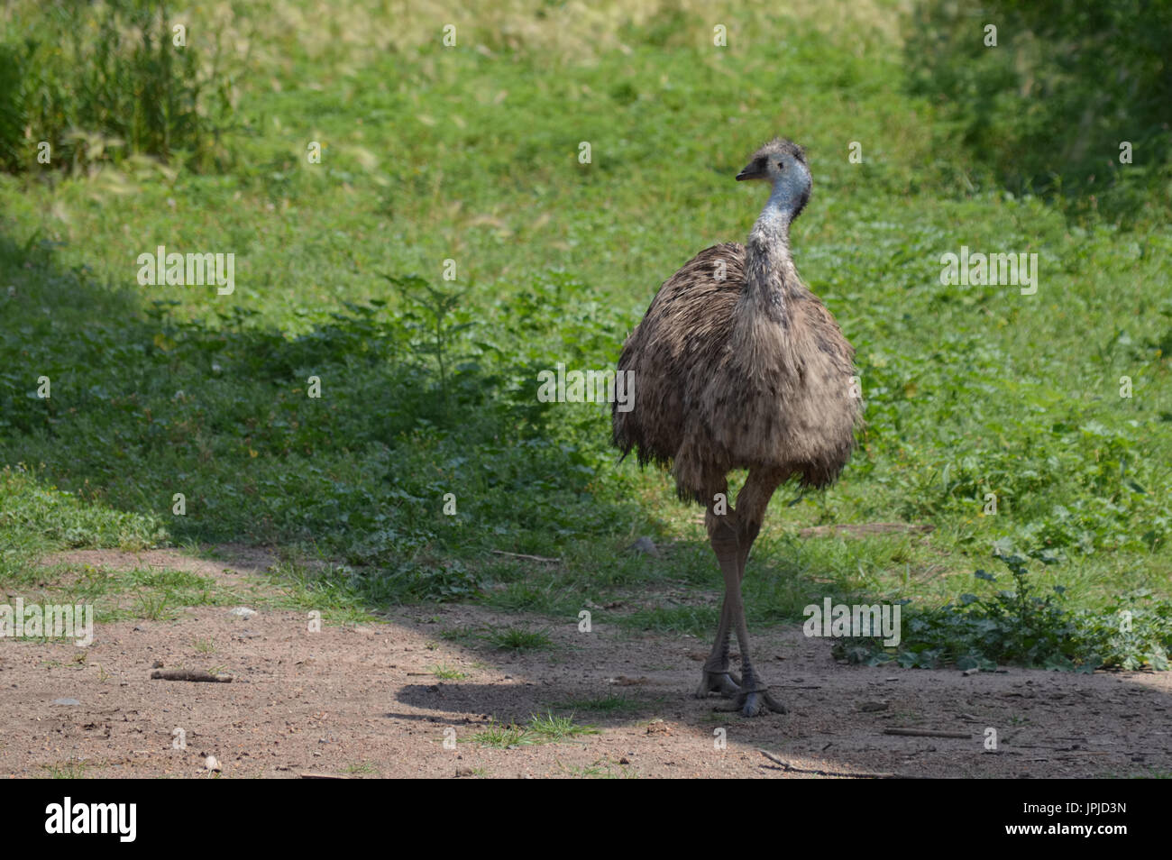 Blue emu hi-res stock photography and images - Alamy