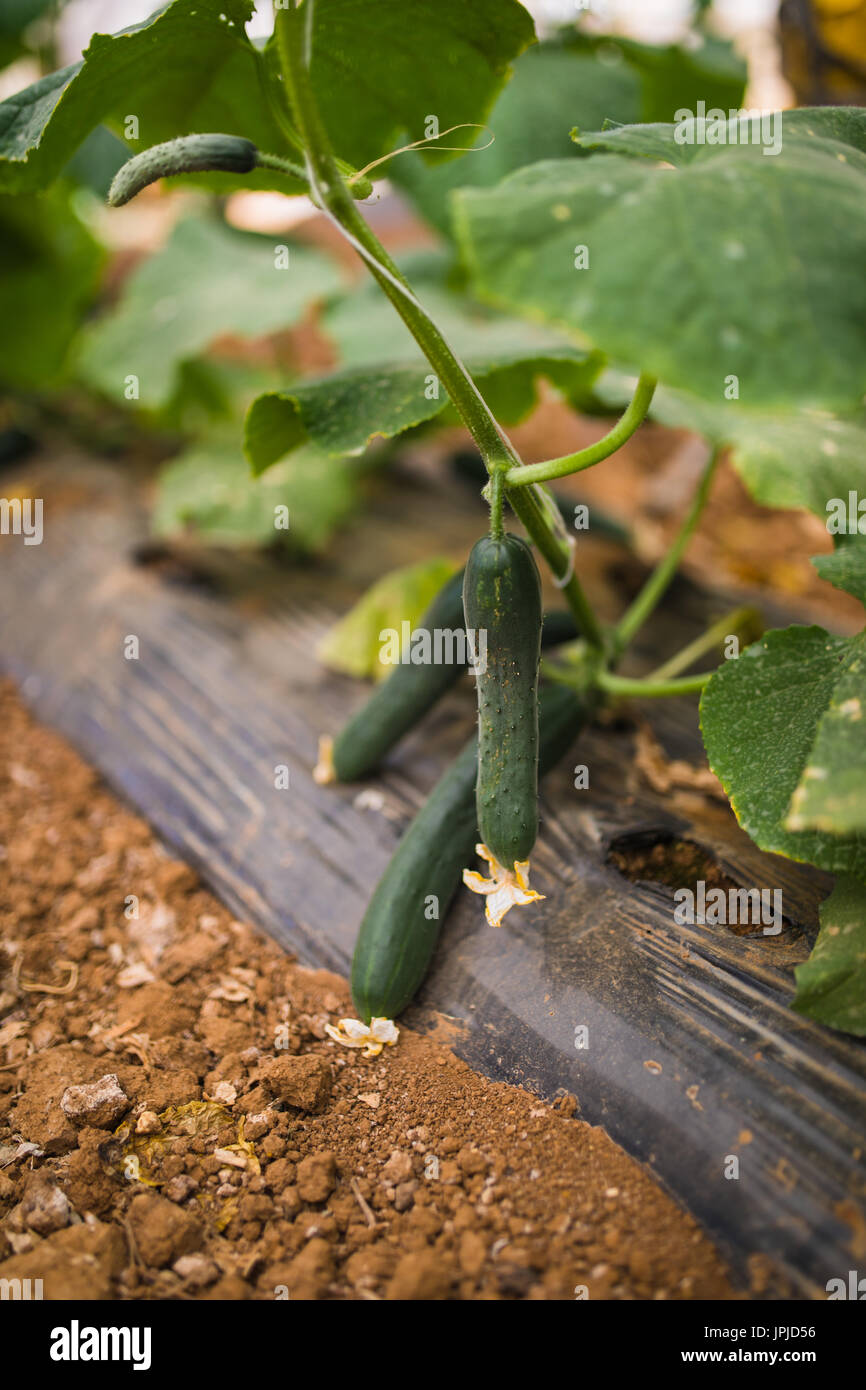 Cucumbers growing in film greenhouses. The rapid growth in summer Stock ...