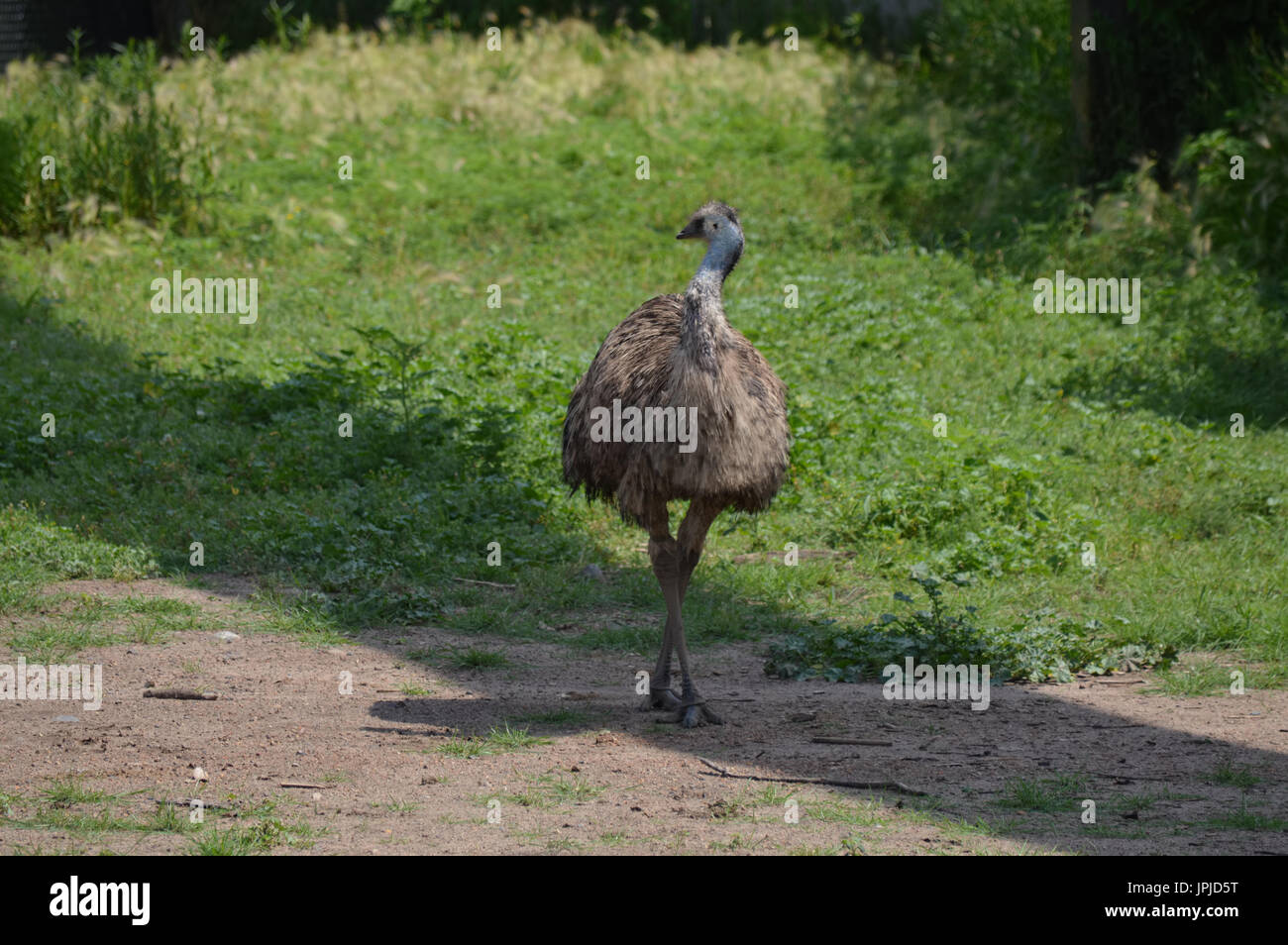 Blue emu hi-res stock photography and images - Alamy