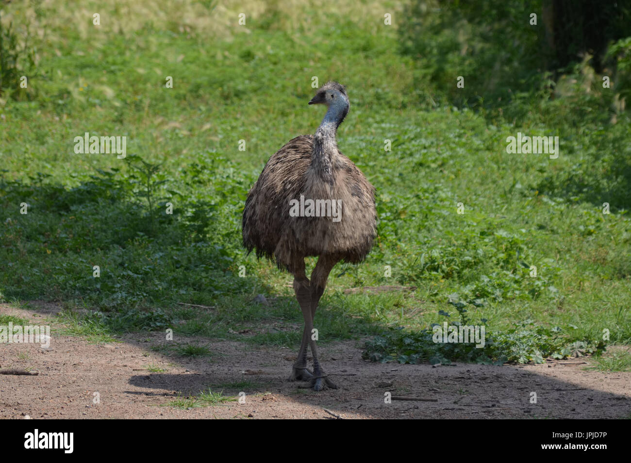 Blue emu hi-res stock photography and images - Alamy