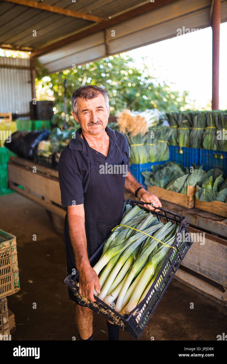 Man with boxes of Organic Leek Plants before sales on market from ...