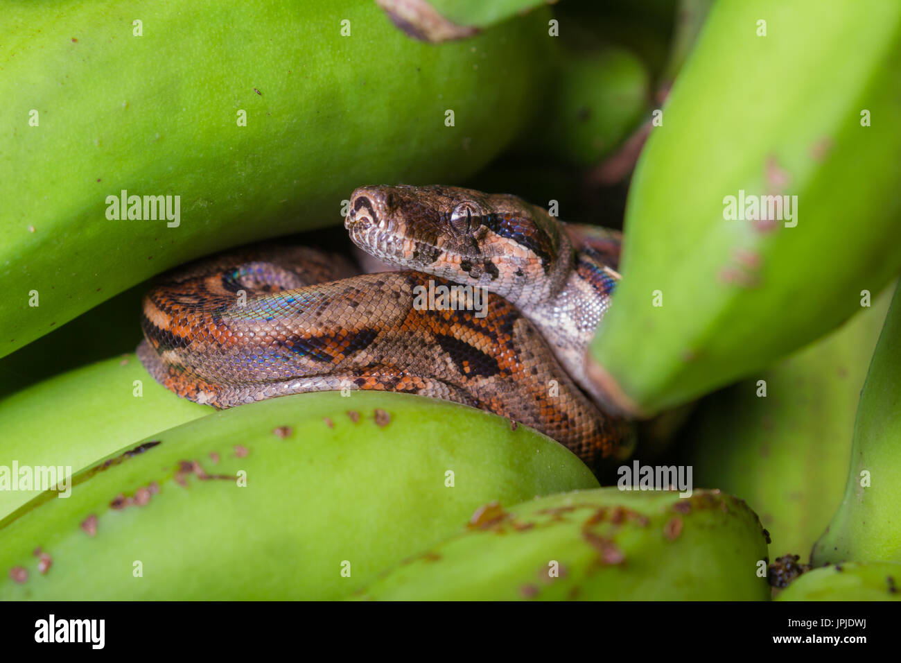 young boa constrictor resting on a bunch of green bananas I had just ...
