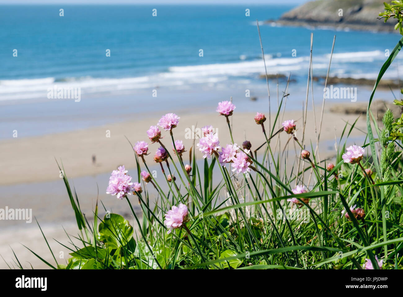 Coastal wildflowers hi-res stock photography and images - Alamy