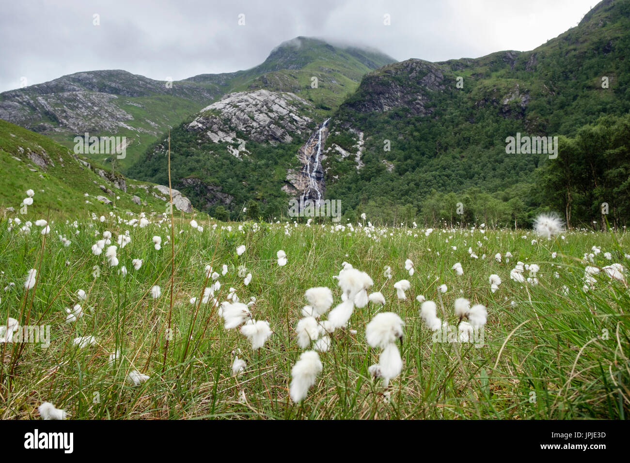 Common in the scottish uplands hi-res stock photography and images - Alamy