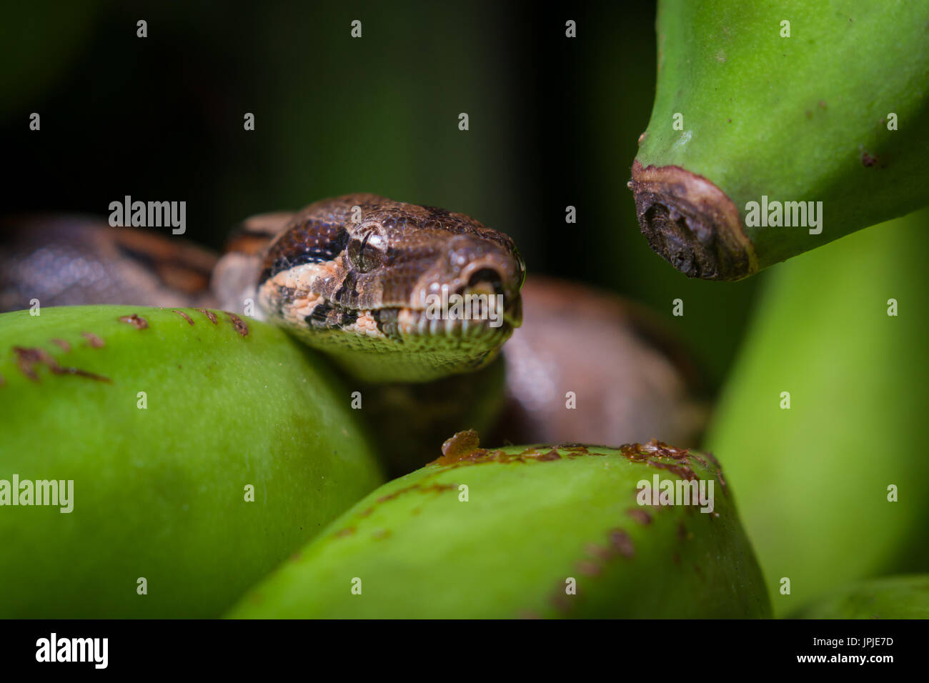 Boa constrictor costa rica hi-res stock photography and images - Alamy