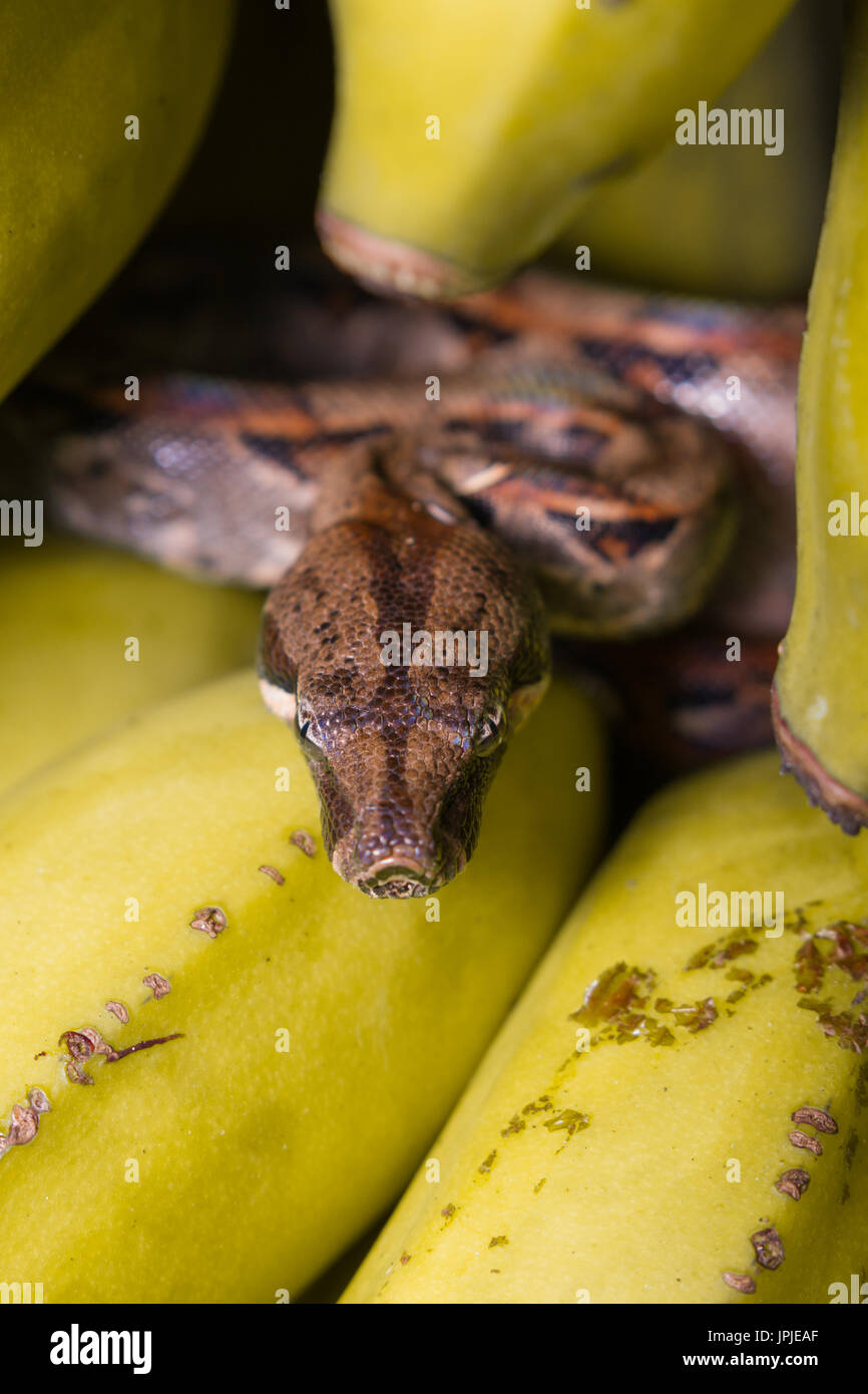 Yellow Boa Constrictor High Resolution Stock Photography and Images - Alamy