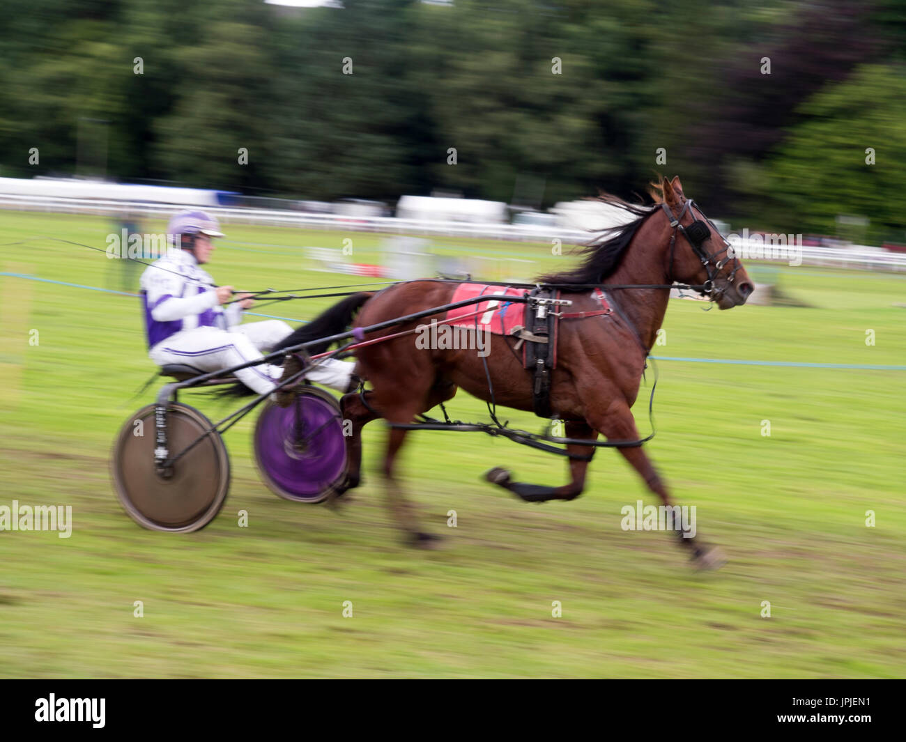 Horse With Sulky Racing Trot High Resolution Stock Photography and ...