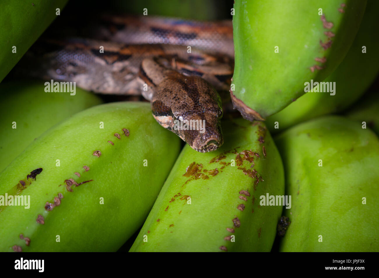 Boa constrictor costa rica hi-res stock photography and images - Alamy