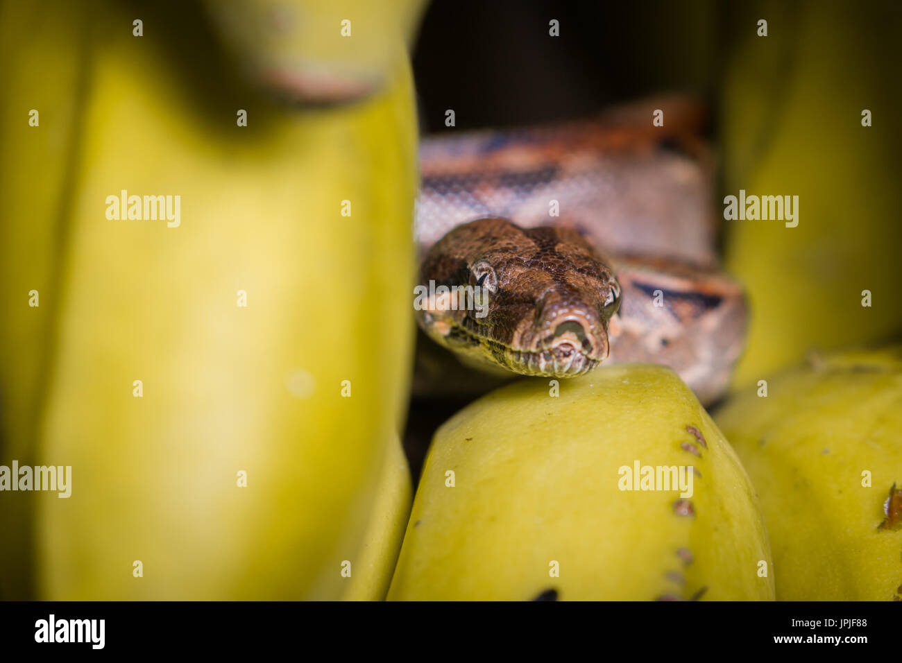 Yellow boa constrictor hi-res stock photography and images - Alamy