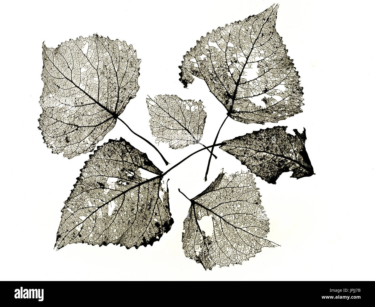 Fall leaf design Cut Out Stock Images & Pictures - Alamy