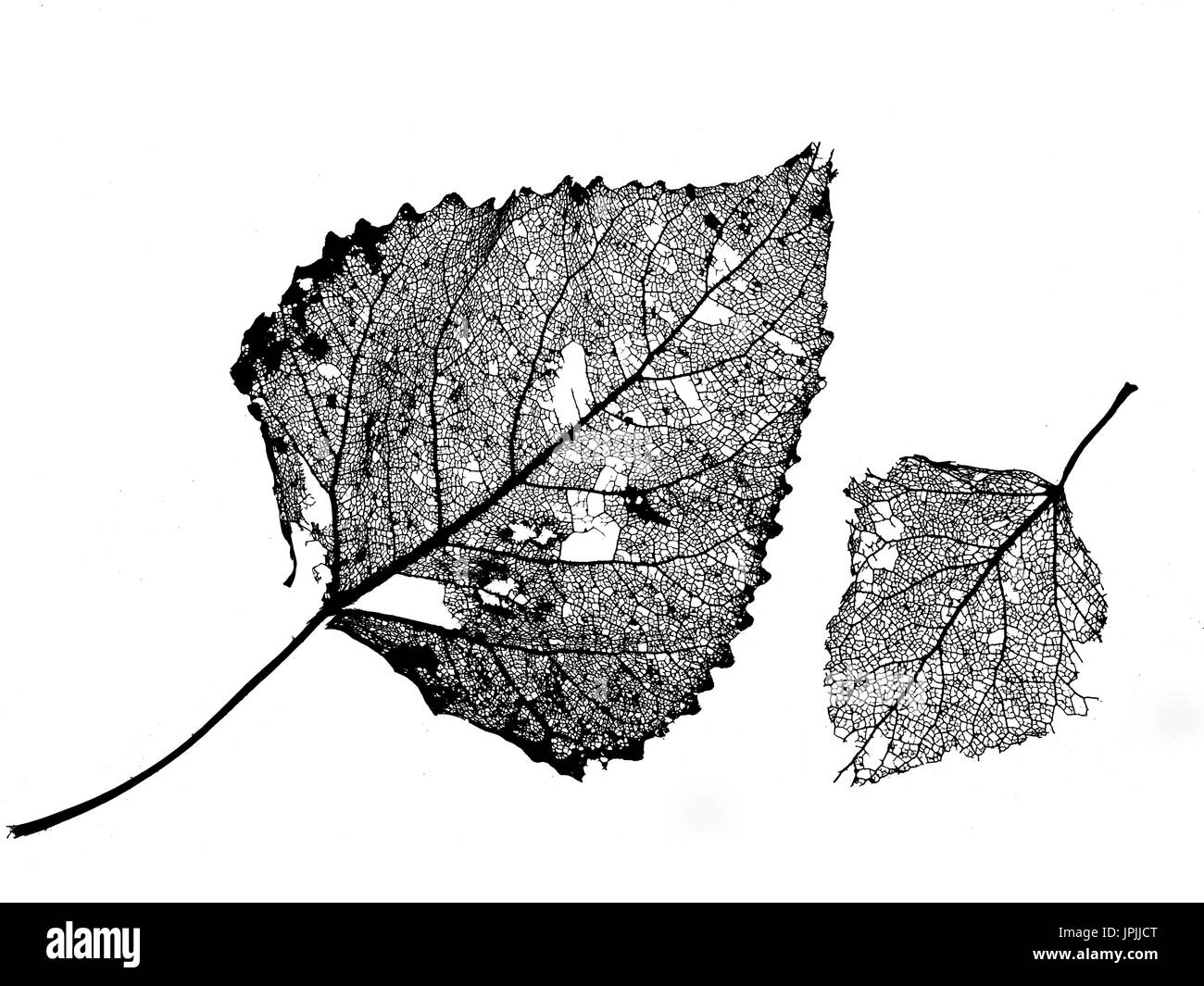Black Poplar Populus nigra skeleton leaf at sunset Stock Photo - Alamy
