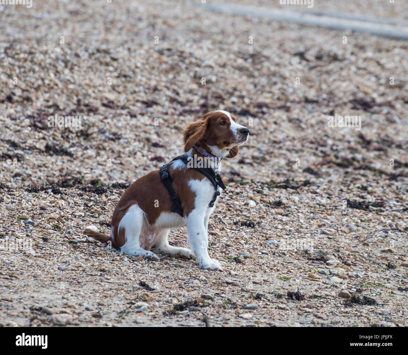 Welsh Springer Spaniel sitting on a shingle beach wearing a harness ...