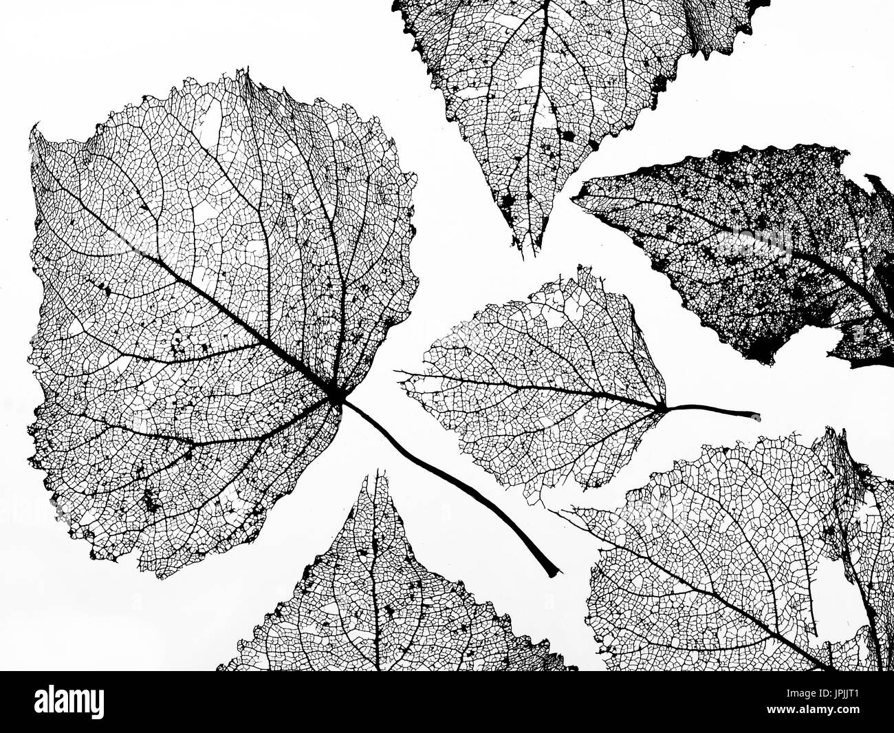 Black poplar populus nigra leaves Black and White Stock Photos & Images ...